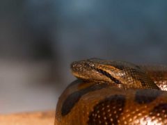 Are Hoop Snakes Real?