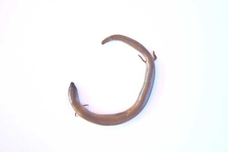 Are Hoop Snakes Real?