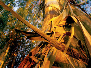 060 By gum, it’s the world’s largest forest on the Murray - Australian ...