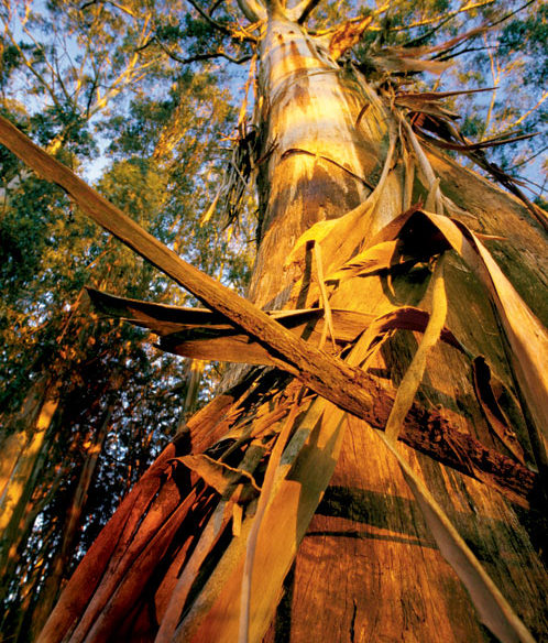 Echuca - Australian Traveller