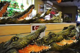 Swim with crocodiles with Crocosaurus Cove Darwin