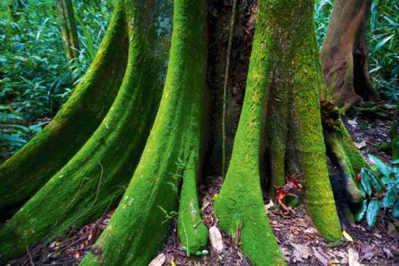 Christmas Island Crabs Migration | Australian Traveller