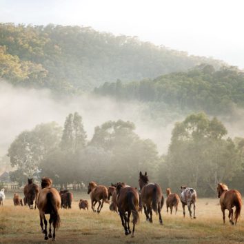 High Country Victoria Guide & Travel Information