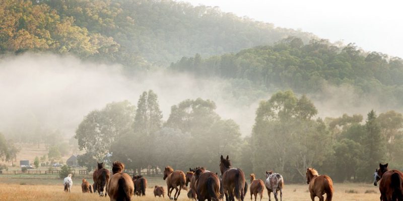 High Country Victoria Guide & Travel Information