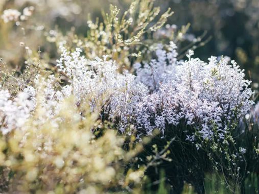 5 of the Best Places Near Perth to See WA's Wildflowers
