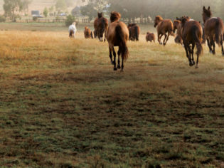 High Country Victoria Guide & Travel Information