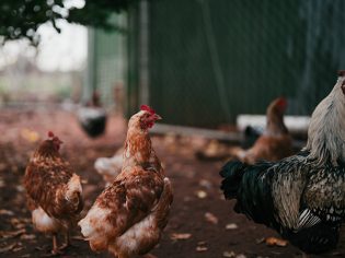 7 Griffith restaurants leading the way in farm-to-table dining