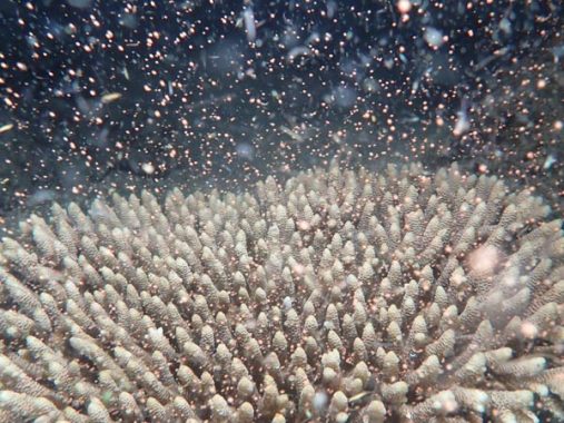 Coral Spawning In The Great Barrier Reef