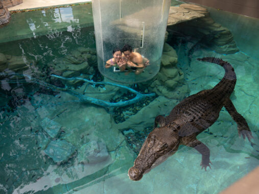 Swimming at Crocosaurus Cove Darwin | Australian Traveller