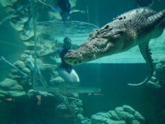Swimming at Crocosaurus Cove Darwin | Australian Traveller