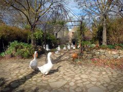 The Most Beautiful Lavender Farms In Australia