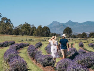 The Most Beautiful Lavender Farms In Australia