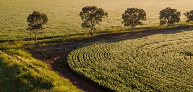 The Ultimate Clare Valley Holiday & Travel Guide: Where to Eat, Stay & Do