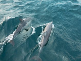 The top 17 ultimate things to do in Port Stephens