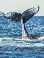 The top 17 ultimate things to do in Port Stephens