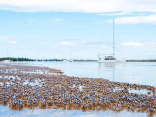 18 Fabulous Things To Do In Yamba - Australian Traveller