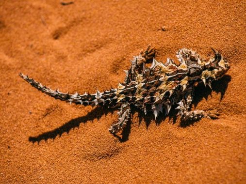 5 beautiful national parks to visit in Western Australia - Australian ...