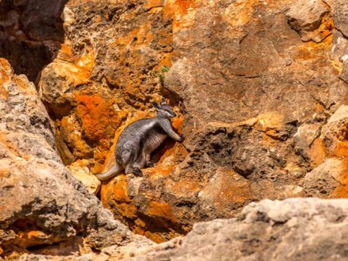 5 beautiful national parks to visit in Western Australia - Australian ...