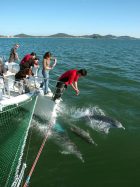 A guide to Port Stephens whale watching - Australian Traveller
