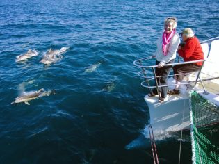 A guide to Port Stephens whale watching - Australian Traveller