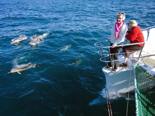 A guide to Port Stephens whale watching - Australian Traveller