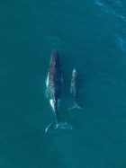 A guide to Port Stephens whale watching - Australian Traveller
