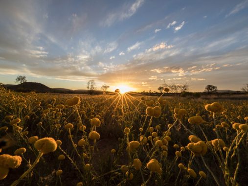 Best Places To See Wildflowers In Australia | Australian Traveller
