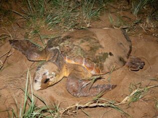 The Very Best Bundaberg Tours To Book Now | Australian Traveller