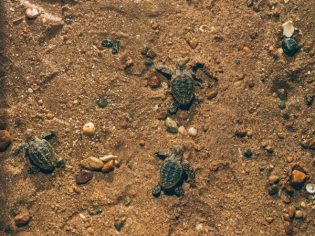 The Very Best Bundaberg Tours To Book Now | Australian Traveller