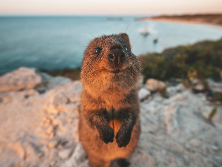 Wintjiri Wiṟu: The New Uluṟu Light Show - Australian Traveller