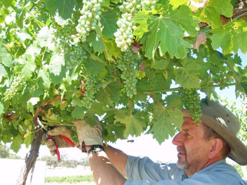 Sip On Refined Regional Drops At The Best Bendigo Wineries | Australian ...