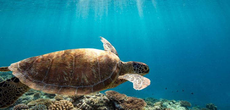 Bundaberg Holidays & Travel Guide - Australian Traveller