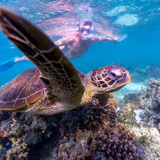 Coral Coast & Ningaloo Guide & Travel Information