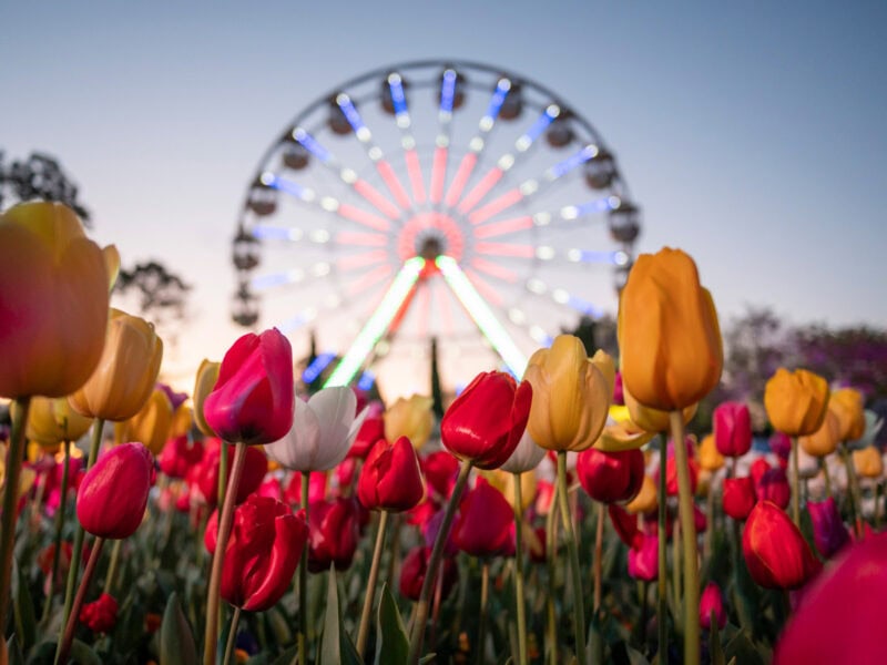 The Insider Guide To Floriade In Canberra | Australian Traveller