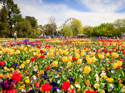 15 stunning spring festivals around Australia - Australian Traveller