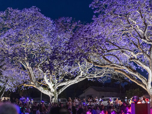 Your guide to Grafton's Jacaranda Festival
