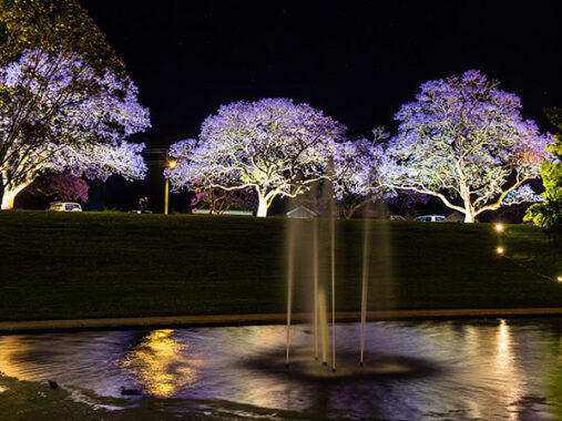 Your guide to Grafton's Jacaranda Festival