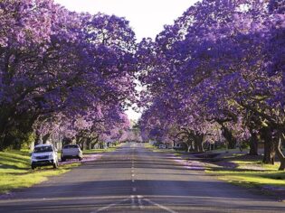 Your guide to Grafton's Jacaranda Festival