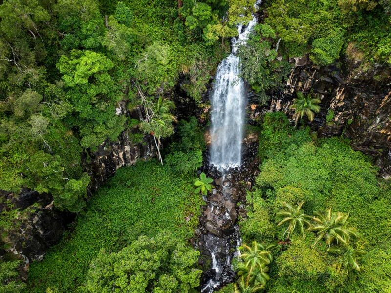 Unmissable Gondwana Rainforest Experiences In The Scenic Rim ...
