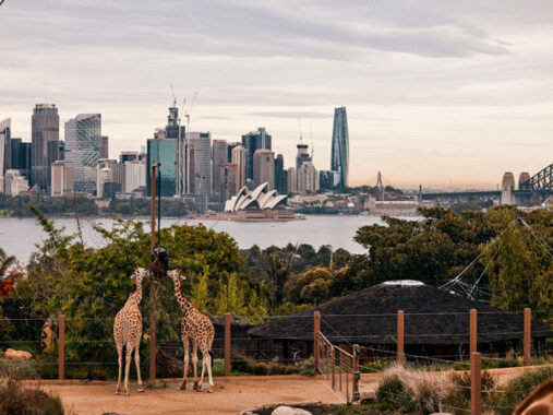 9 Must-See Sydney Zoos and Wildlife Experiences | Australian Traveller