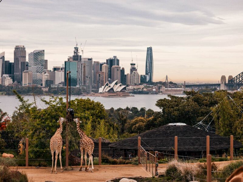 9 Must-See Sydney Zoos and Wildlife Experiences | Australian Traveller