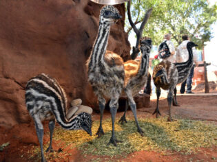 9 Must-See Sydney Zoos and Wildlife Experiences | Australian Traveller