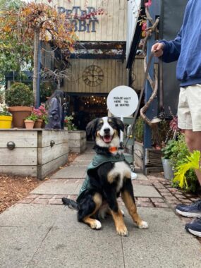 The 23 Best Pet-Friendly Cafes In Australia | Australian Traveller