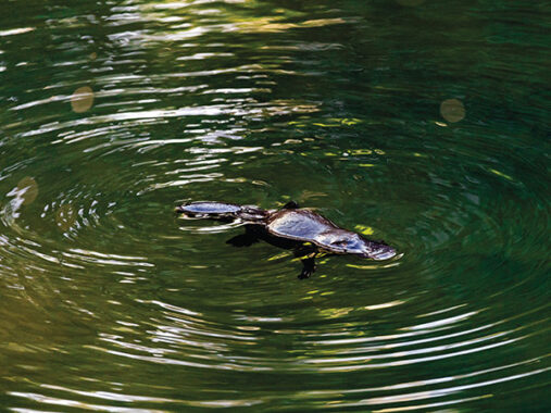 Where To See A Platypus In The Wild | Australian Traveller