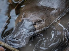 Where To See A Platypus In The Wild | Australian Traveller