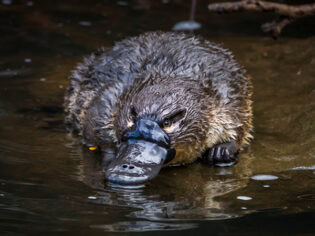 Where To See A Platypus In The Wild | Australian Traveller