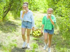A Seasonal Guide to Fruit Picking Around Australia - Australian Traveller