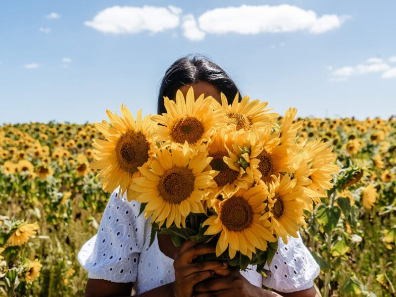 9 Picture-Perfect Places To Pick Sunflowers in Australia