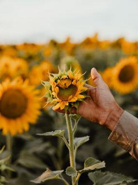 9 Picture-Perfect Places To Pick Sunflowers in Australia