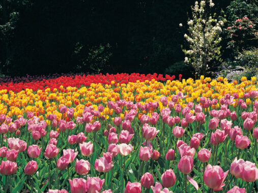 15 stunning spring festivals around Australia - Australian Traveller